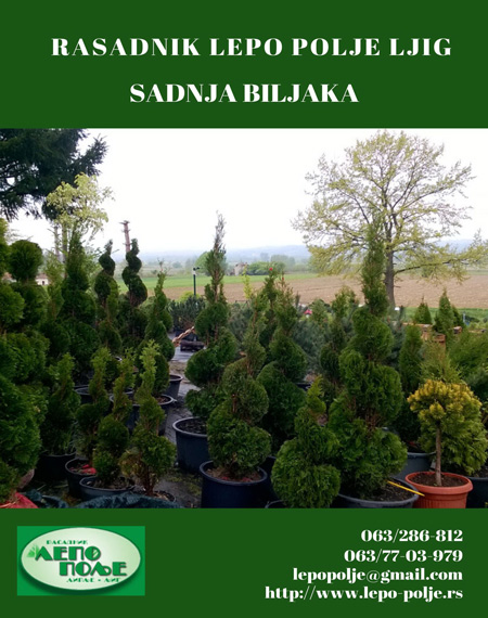 Rasadnik Lepo Polje Rasadnik ukrasnih biljaka Ljig - POSLOVNE STRANE