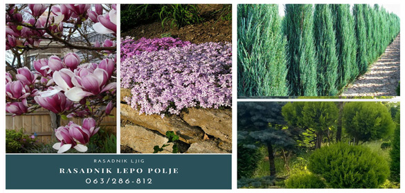 Rasadnik Lepo Polje Rasadnik ukrasnih biljaka Ljig - POSLOVNE STRANE